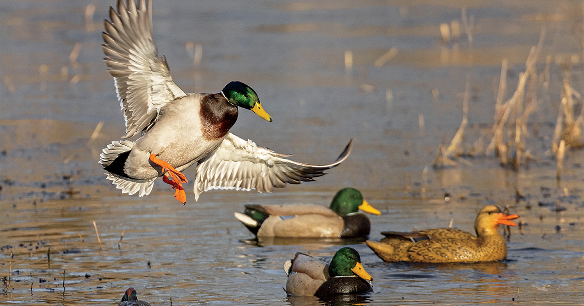 Starting Strong | Ducks Unlimited